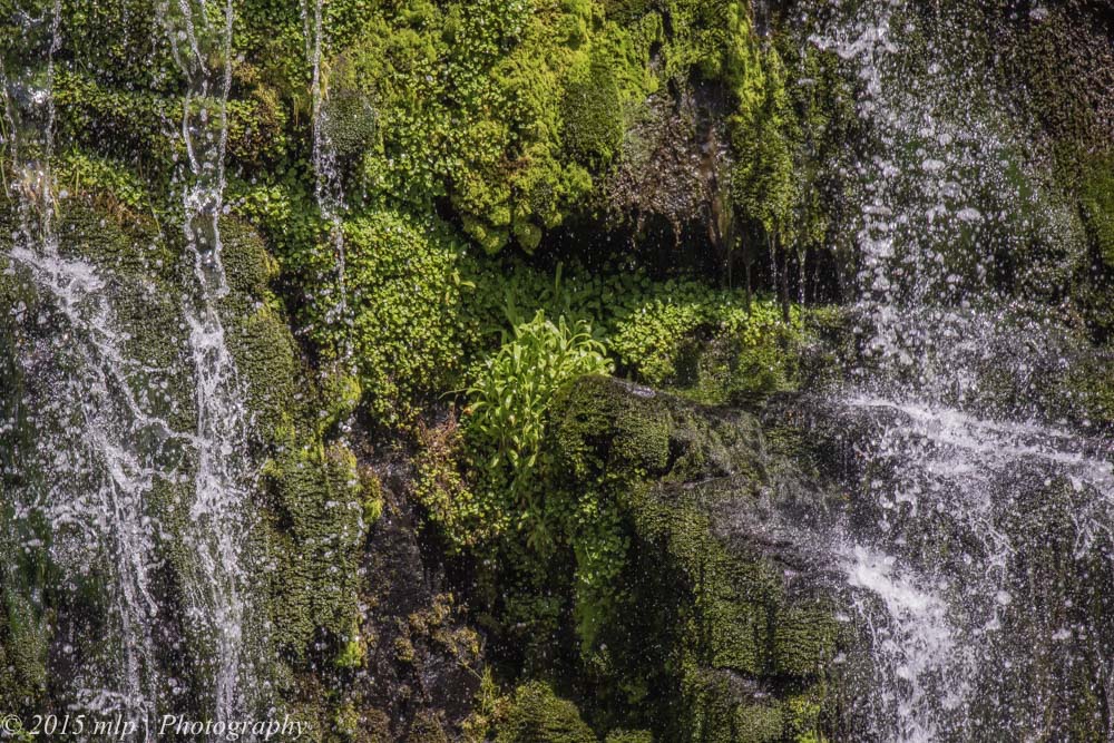 Bowerbirds at the Falls | The Gap Year and Beyond