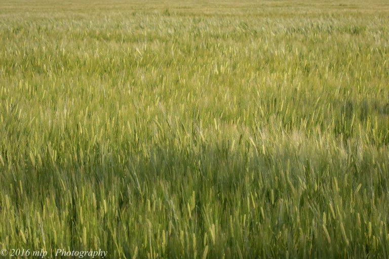 Goschen Wheat fields | The Gap Year and Beyond
