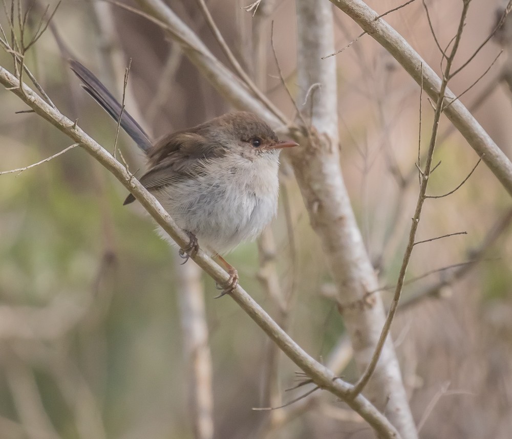 Superb Fairy Wren | The Gap Year and Beyond