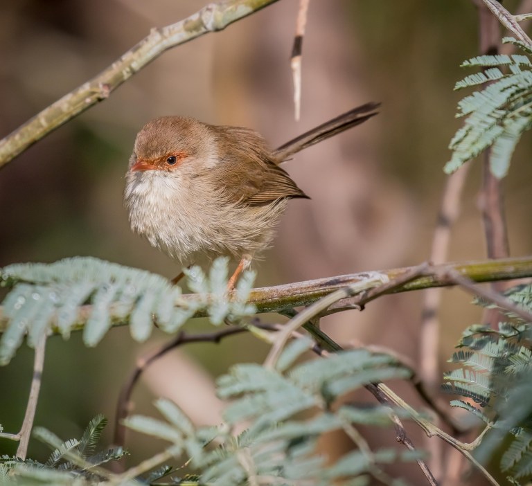 Superb Fairy Wren | The Gap Year and Beyond