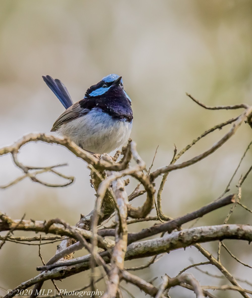 Superb Fairy Wren | The Gap Year and Beyond