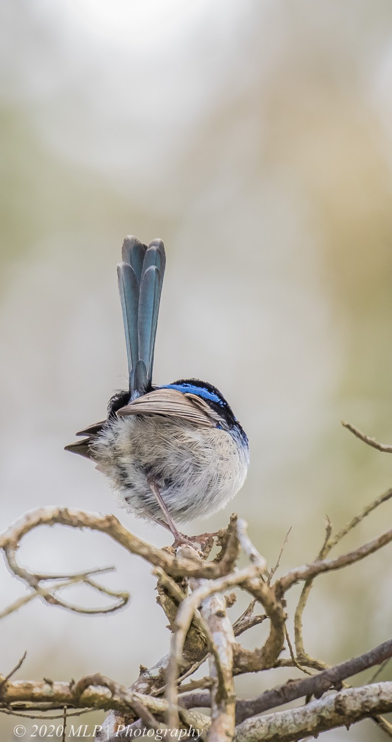 Superb Fairy Wren | The Gap Year and Beyond